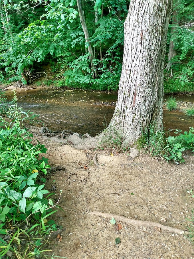This peaceful stream crossing might look simple, but it's actually the world's most effective stress-reduction therapy session disguised as a hiking trail.