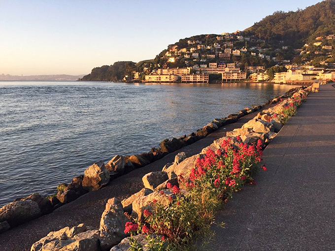Sunset paints Sausalito's waterfront in golden hues, transforming the ordinary into the extraordinary as day gracefully surrenders to evening.