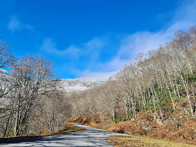 Winter transforms the Parkway into a monochromatic masterpiece. Snow-dusted trees stand like sentinels guarding the route to panoramic perfection.