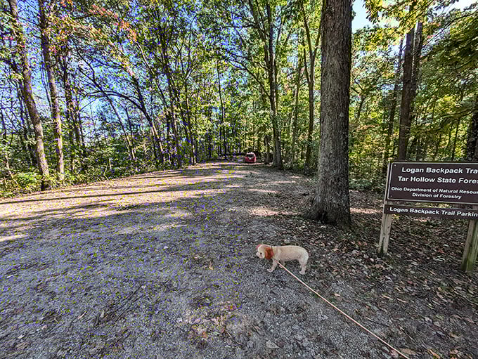 Even the dogs approve of Logan Backpack Trail&mdash;where every turn promises new adventures and possibly a squirrel to investigate.