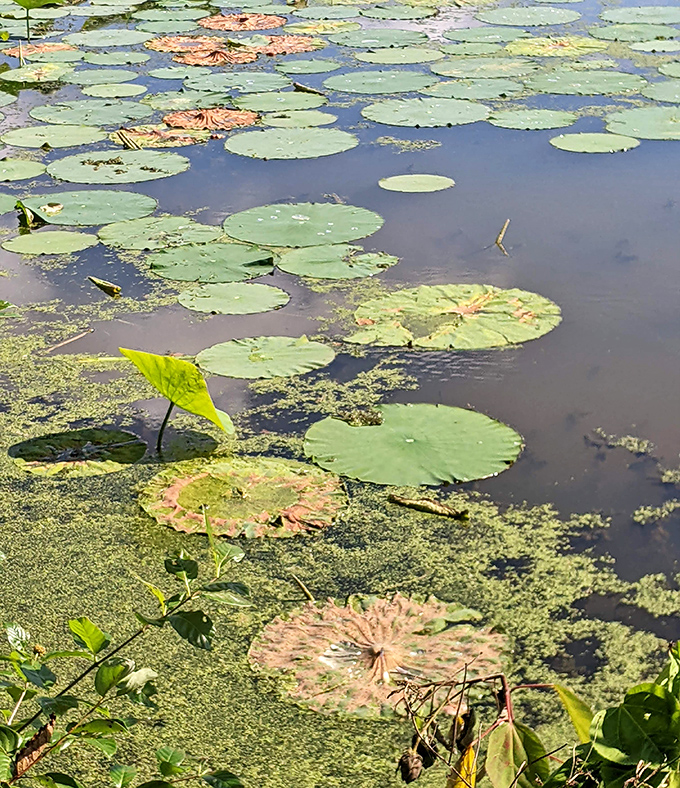 Nature's own lily pad mosaic—where frogs live better than most Manhattan apartment dwellers and with significantly lower rent.
