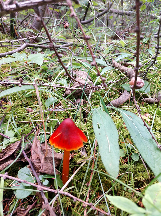 Nature's tiny treasures reveal themselves. This vibrant mushroom, like a miniature red umbrella, adds a pop of color to the forest floor.