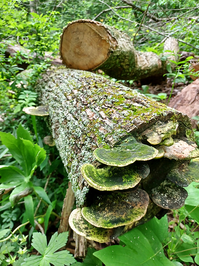 Nature's shelf fungi – like little balconies where microscopic residents can sit and watch the forest life unfold below.