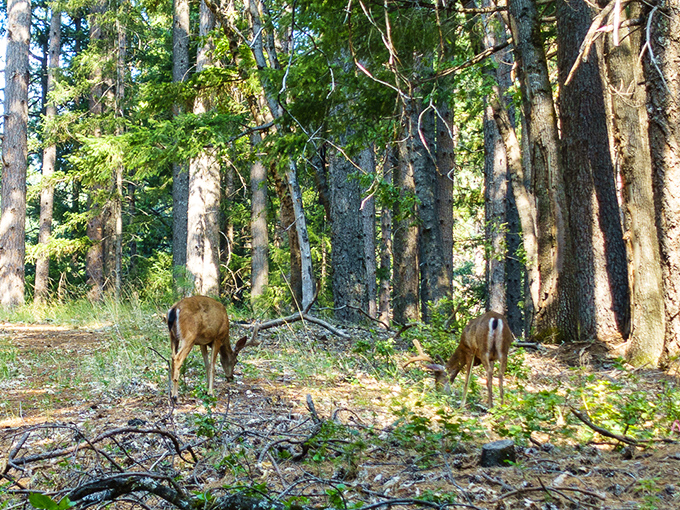 Local residents who don't mind sharing their forest home. These deer exemplify California's casual wildlife-human coexistence.