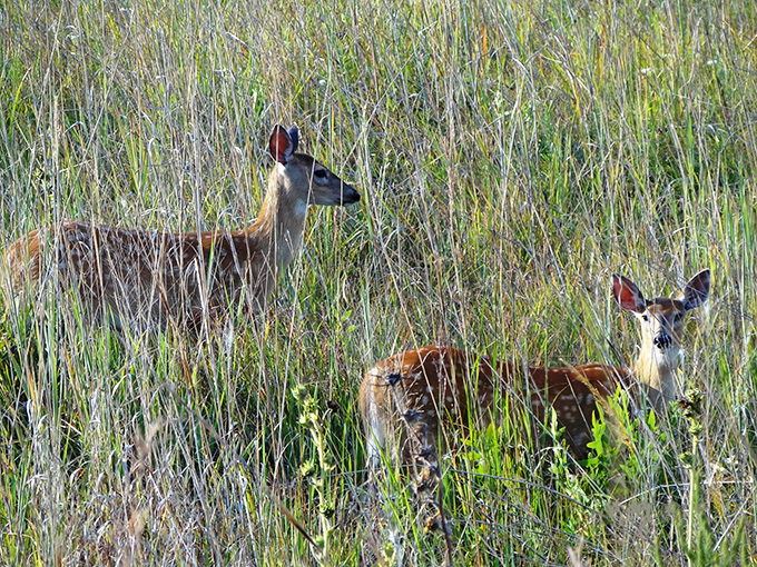 Local residents keeping an eye on visitors. These deer have mastered the art of social distancing long before it was trendy.