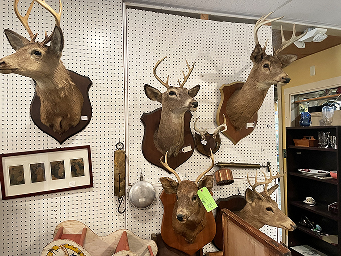 The deer mount collection reminds you this is definitely Pennsylvania. These silent sentinels have witnessed decades of hunters' tales&mdash;some of which might even be true.