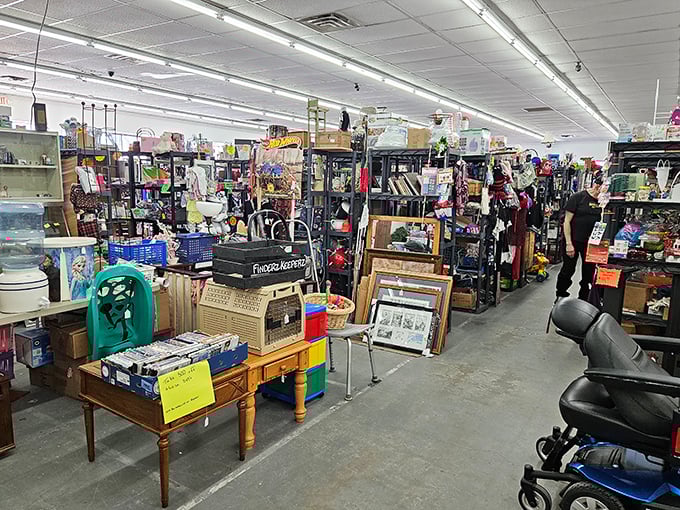 Every aisle tells a different story. The organized chaos of collections creates a treasure map where X marks... well, everything.