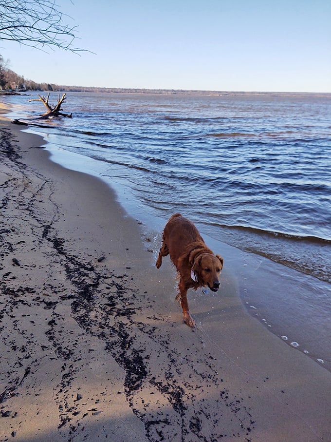 Four-legged visitors enjoy Brimley's shores too&mdash;where dogs discover their inner wolves while owners pretend not to notice the inevitable wet-dog car ride home.