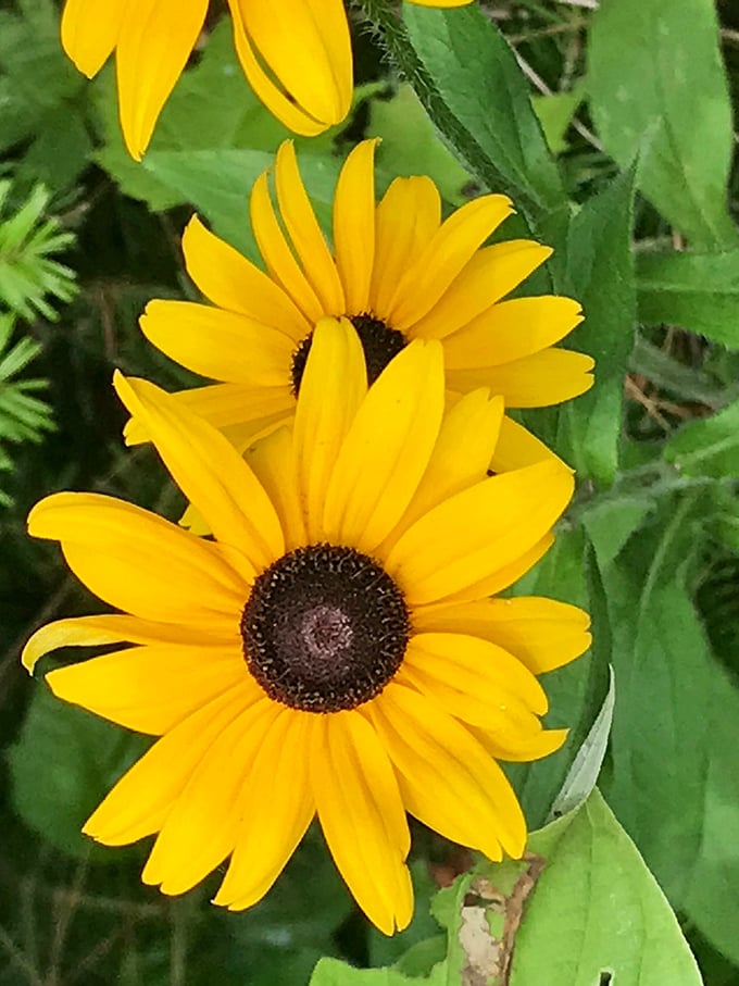 Wild black-eyed Susans add splashes of sunshine to the dunes ecosystem. These resilient native flowers thrive in Wisconsin's coastal environment, brightening trails throughout summer.