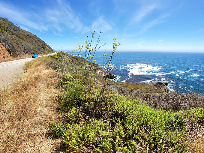 Wildflowers cling to the coastal cliffs, nature's own determined gardeners. Their delicate blooms somehow thrive where nothing should grow.