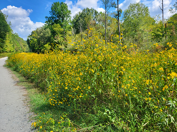 Nature's roadside attraction &ndash; wildflowers that don't need billboards to advertise their sunny brilliance along miles of peaceful trails.