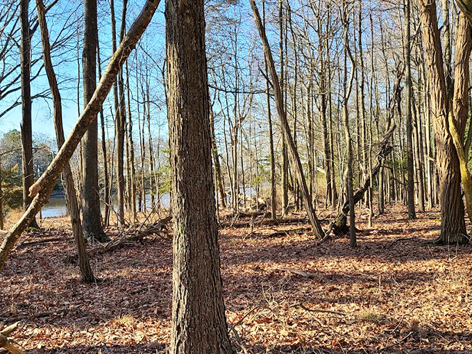 Winter's bare branches reveal the park's quiet dignity, where sunlight filters through like nature's own stained glass.