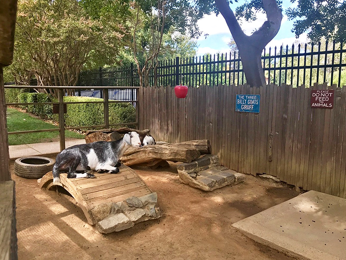 This Billy Goat Gruff seems perfectly content in his enclosure, perhaps relieved there are no trolls lurking beneath the bridges of Fairytale Town.
