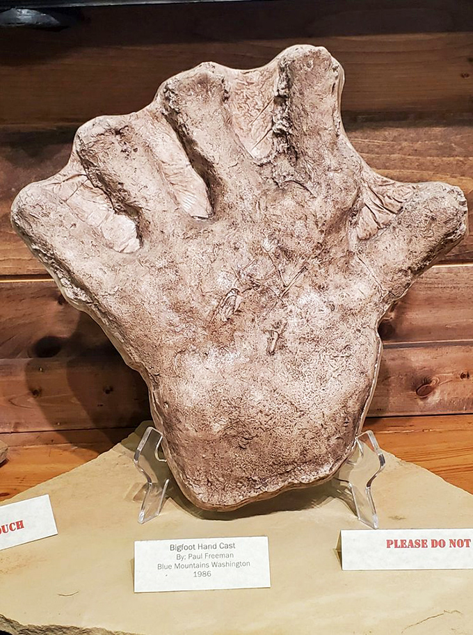 Imagine shaking this massive hand! This cast puts the "big" in Bigfoot, offering a tangible comparison to human proportions that's both fascinating and unsettling.