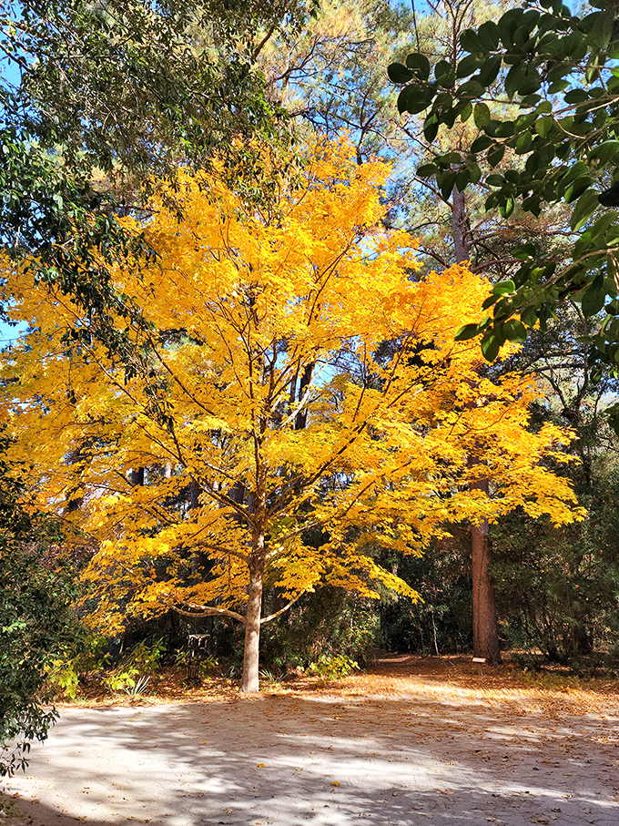 This golden maple stands like nature's Olympic torch, winning the gold medal for fall foliage and stopping hikers in their tracks.