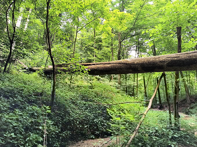 Mother Nature's engineering marvel &ndash; a fallen giant creating a natural bridge across the ravine. Woodland creatures appreciate good infrastructure too.