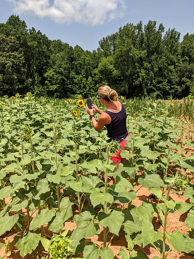 The modern treasure hunt. Finding the perfect sunflower for your social media feed becomes an adventure all its own.