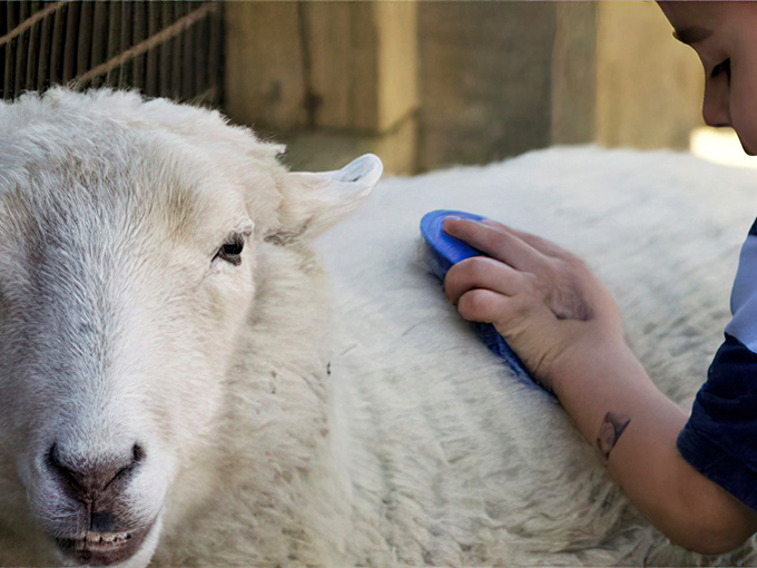 At Young's Jersey Dairy, gentle farm animals offer therapeutic moments of connection&mdash;where city folk remember what real wool feels like.
