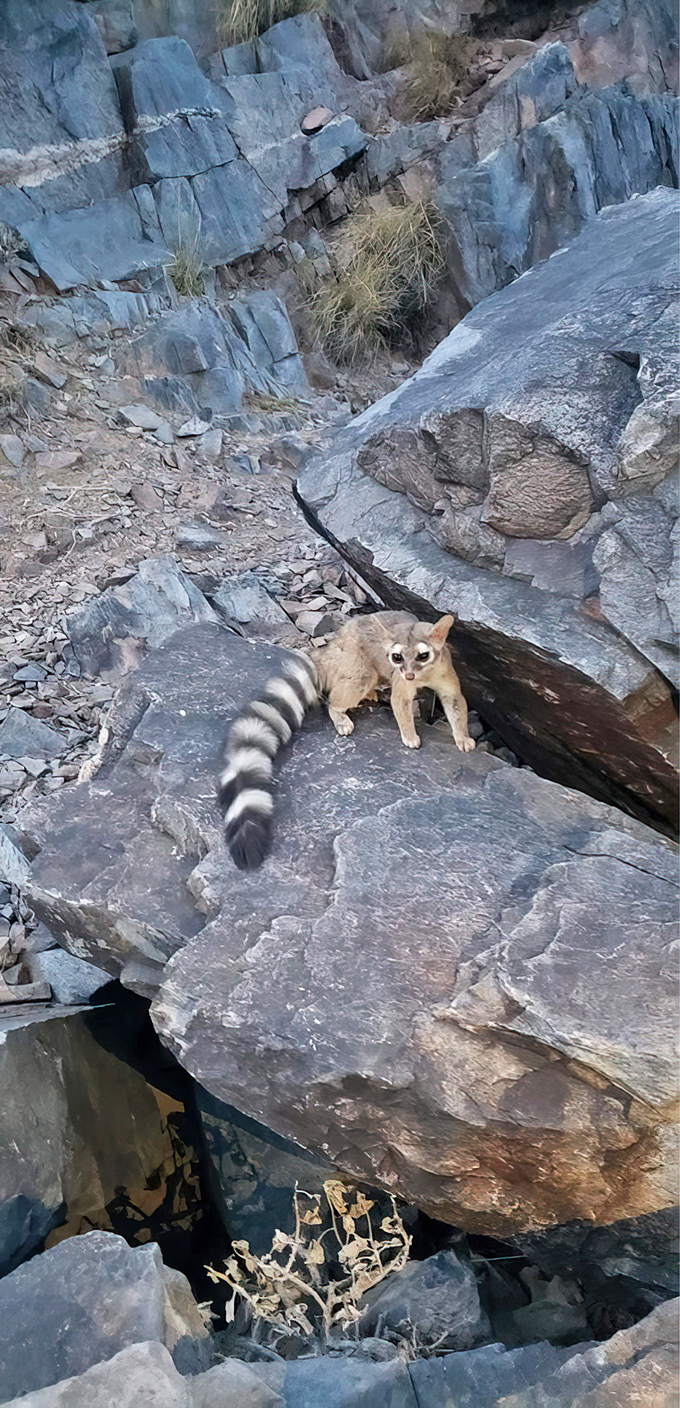Arizona ringtails prove that the desert's nightlife includes creatures far more interesting than any downtown bar scene.