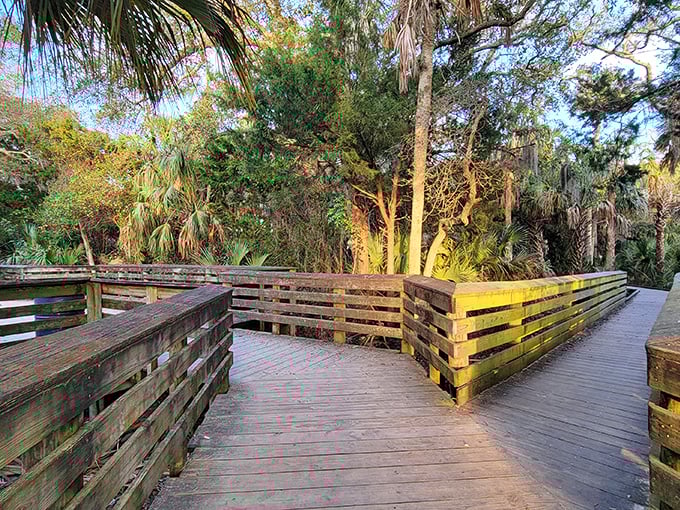 The boardwalk cuts through native coastal vegetation, offering a journey through Florida as it was before condos and crowds.