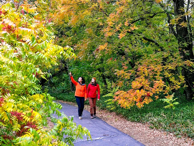 Autumn strollers reach for golden leaves along the Chico Seed Orchard paths, nature's version of a romantic movie scene.