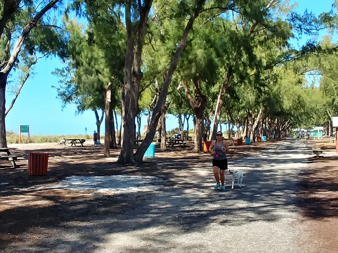 Shade-seekers' sanctuary. Coquina's Australian pines create dappled shadows perfect for those who prefer their sunshine in moderation.