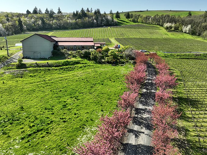 Cristom Vineyards' rolling hills and cherry blossom-lined paths remind us why wine country isn't just about what's in the glass.