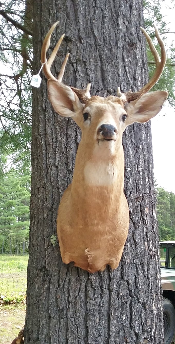 Not every treasure is pocket-sized! This mounted deer head waits patiently for the perfect cabin wall or rustic restaurant décor.
