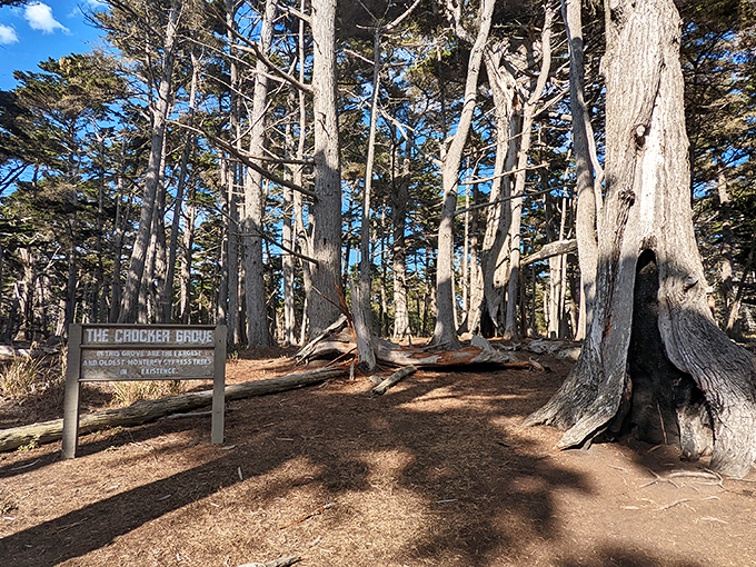 Crocker Grove's towering sentinels have been standing watch since before California was even a state. Talk about patience.