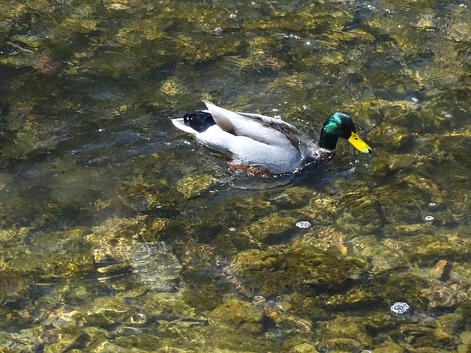A mallard enjoys the pristine waters of Hayden Run Creek. Even local wildlife knows prime real estate when they see it.