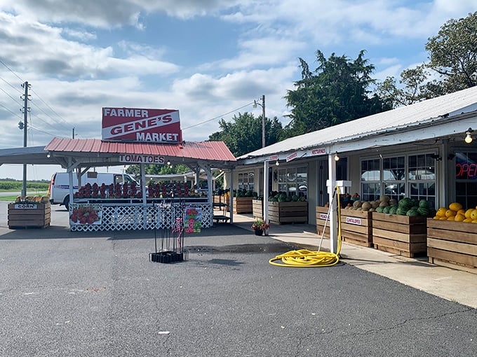 Farmer Gene's Market displays summer's bounty with unpretentious pride, offering watermelons and tomatoes that taste like the sunshine they were raised in.
