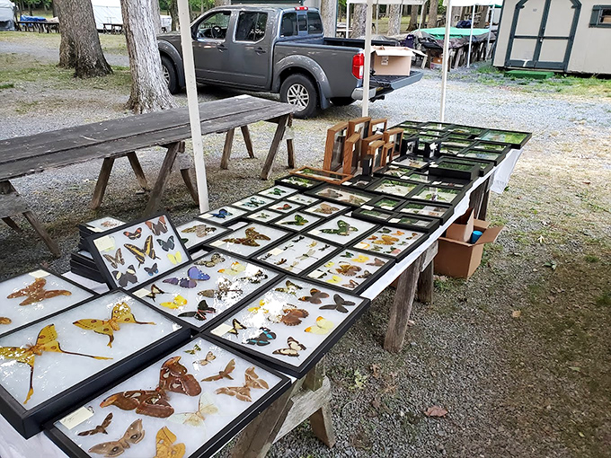 Nature preserved under glass&mdash;butterfly collections that bring science and art together. Victorian-era fascination with natural history displayed with surprising modern appeal.
