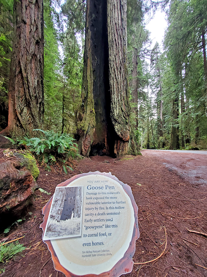 The "Goose Pen" &ndash; a hollow redwood cavity that early settlers once used to corral fowl, now stands as a testament to human ingenuity.