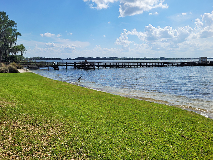 Lake Dora stretches out like nature's welcome mat, complete with a visiting shore bird that clearly knows where the good views are.