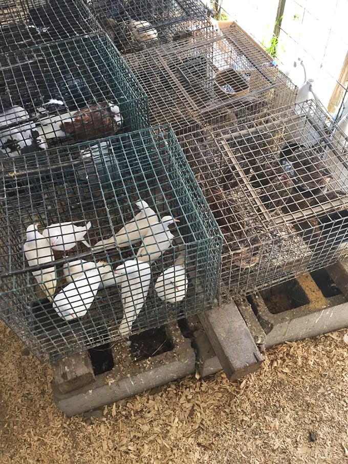 The live animal section isn't for everyone, but these feathered residents remind us that the Jockey Lot remains one of the few places where rural traditions and commerce still intersect.