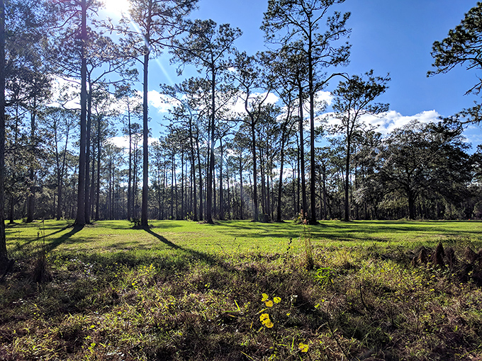 Pine forest perfection where shadows play across the forest floor. The air here smells better than any designer candle labeled "woodland retreat."