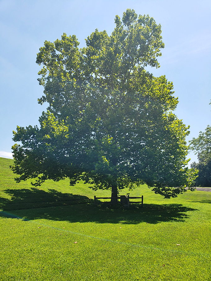 This magnificent tree stands as a living monument on the rolling lawn, offering shade that Lincoln himself might have appreciated on a sweltering Indiana afternoon.