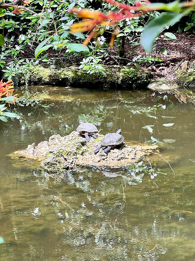 Turtles sunbathing on a log demonstrate Delray's relaxed pace of life &ndash; slow, deliberate, and blissfully stress-free.