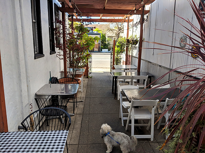 Even the outdoor seating embraces that classic diner aesthetic with checkered charm and fresh air.
