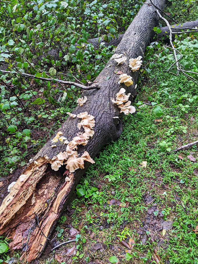 Fungus among us! These oyster mushrooms transform a fallen log into nature's recycling system with surprising elegance.
