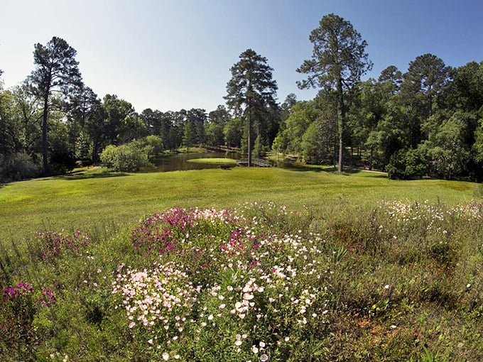 Lockerly Arboretum's landscaped grounds offer a masterclass in controlled wilderness, where even the wildflowers seem to have received the memo about proper placement.