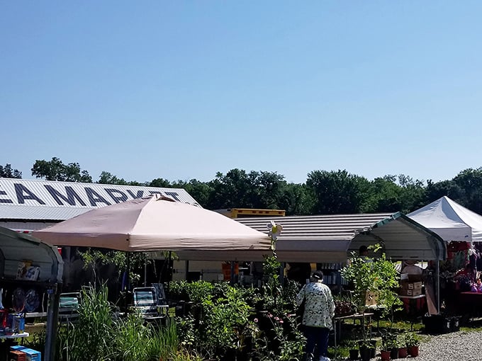 The garden section brings the outdoors in, where plant enthusiasts browse while debating the merits of sunshine versus partial shade.