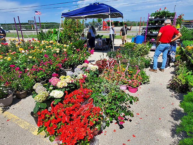 Nature's corner offers a splash of living color. These plants don't just brighten gardens; they represent hope in portable form.