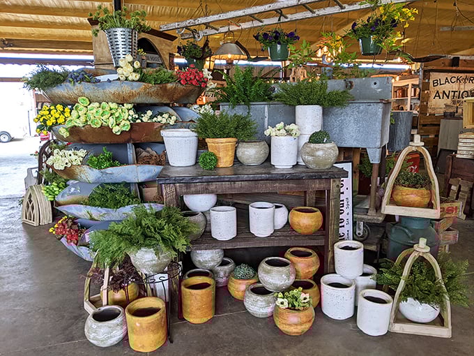 Plant heaven for those who've killed every succulent they've ever owned. "This time will be different," you whisper, reaching for your wallet.