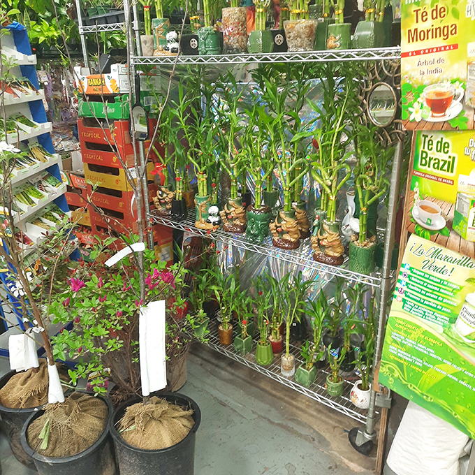 Lucky bamboo and herbal remedies offer a touch of green therapy. These plants promise good fortune, or at minimum, something new to neglect.