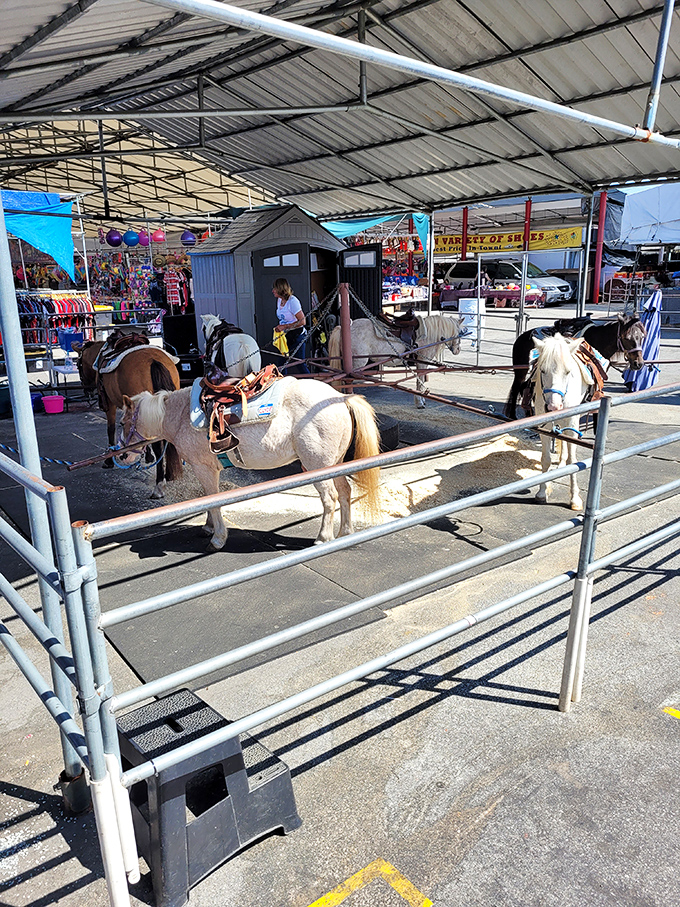 Pony rides bring smiles to young faces and nostalgic sighs from adults who remember when entertainment didn't require charging cables. 