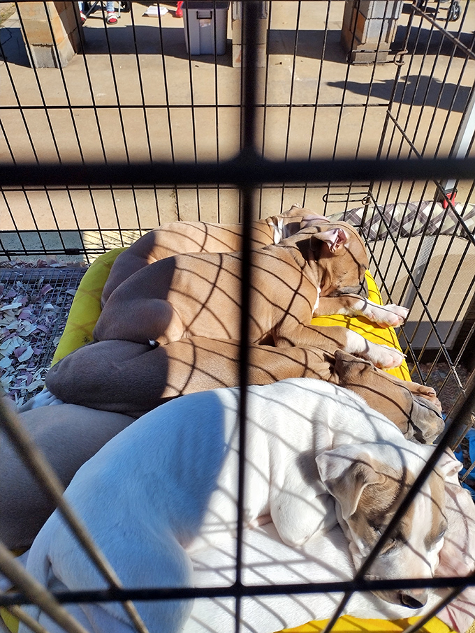 Naptime at the market! These adorable pups demonstrate the universal truth that even amid weekend shopping chaos, puppies can sleep anywhere.