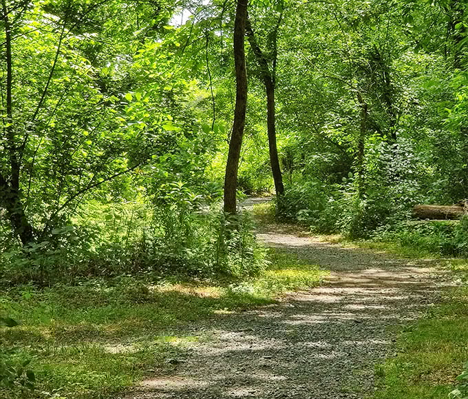 Nature reclaims its rightful place along the SUEZ Trail, where dappled sunlight creates a stained-glass effect on Pennsylvania's most perfect walking path.