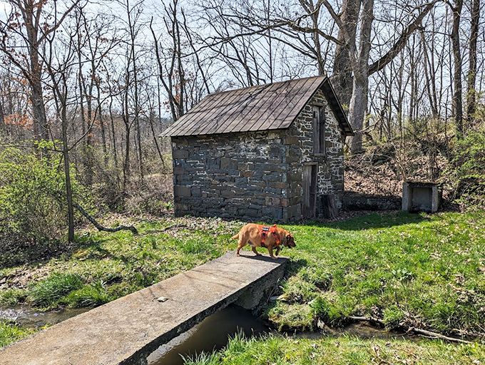 A curious dog explores this historic stone springhouse, reminding us that the best adventures often happen off the main trail.