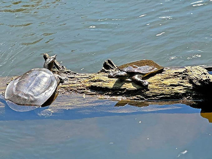Turtles sunbathing on a log&mdash;nature's version of claiming the best poolside loungers before anyone else wakes up.
